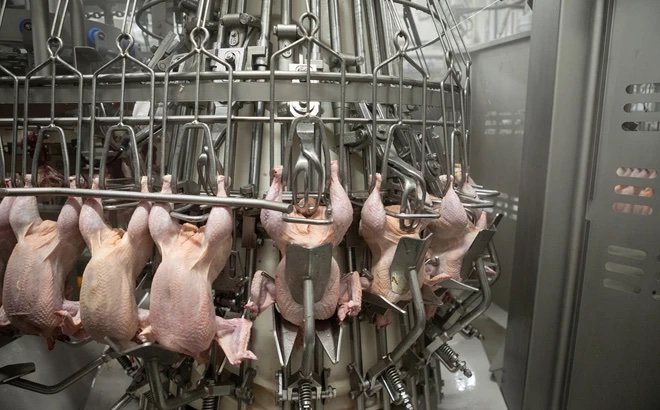 Six important points for a top evisceration operation | Food Process ...