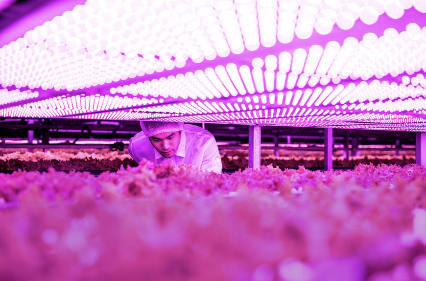 New high-power horticulture LED from ams OSRAM achieves industry ...