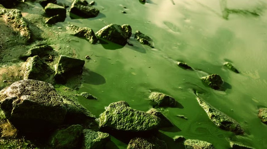 LG Sonic Educates on The Ecological Benefits of Controlled Algae ...